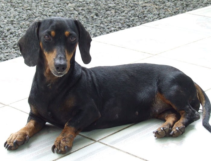 Pif, the smiling dog :-) – Yashvinblogs